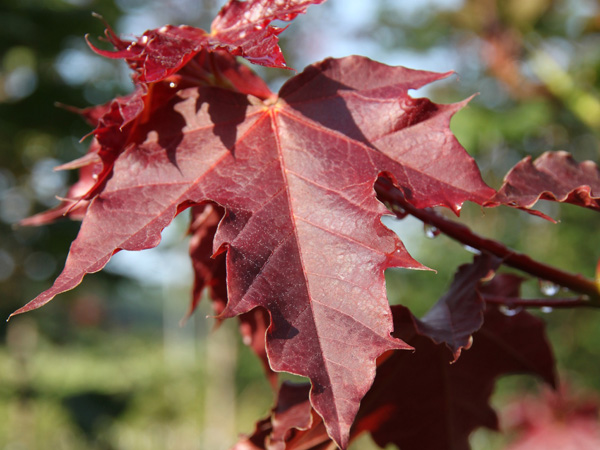 Deborah Maple | Breezy Hill Nursery - Garden Center