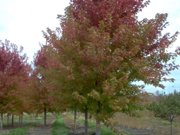 Shop | Breezy Hill Nursery - Garden Center