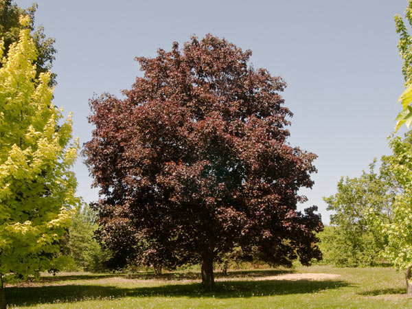 Royal Red Maple | Breezy Hill Nursery - Garden Center
