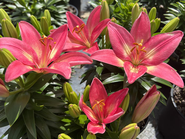 Shop | Breezy Hill Nursery - Garden Center