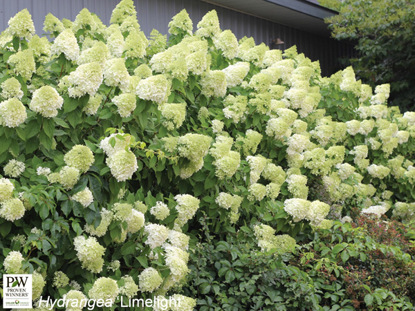Limelight Hydrangea - Container | Breezy Hill Nursery - Garden Center